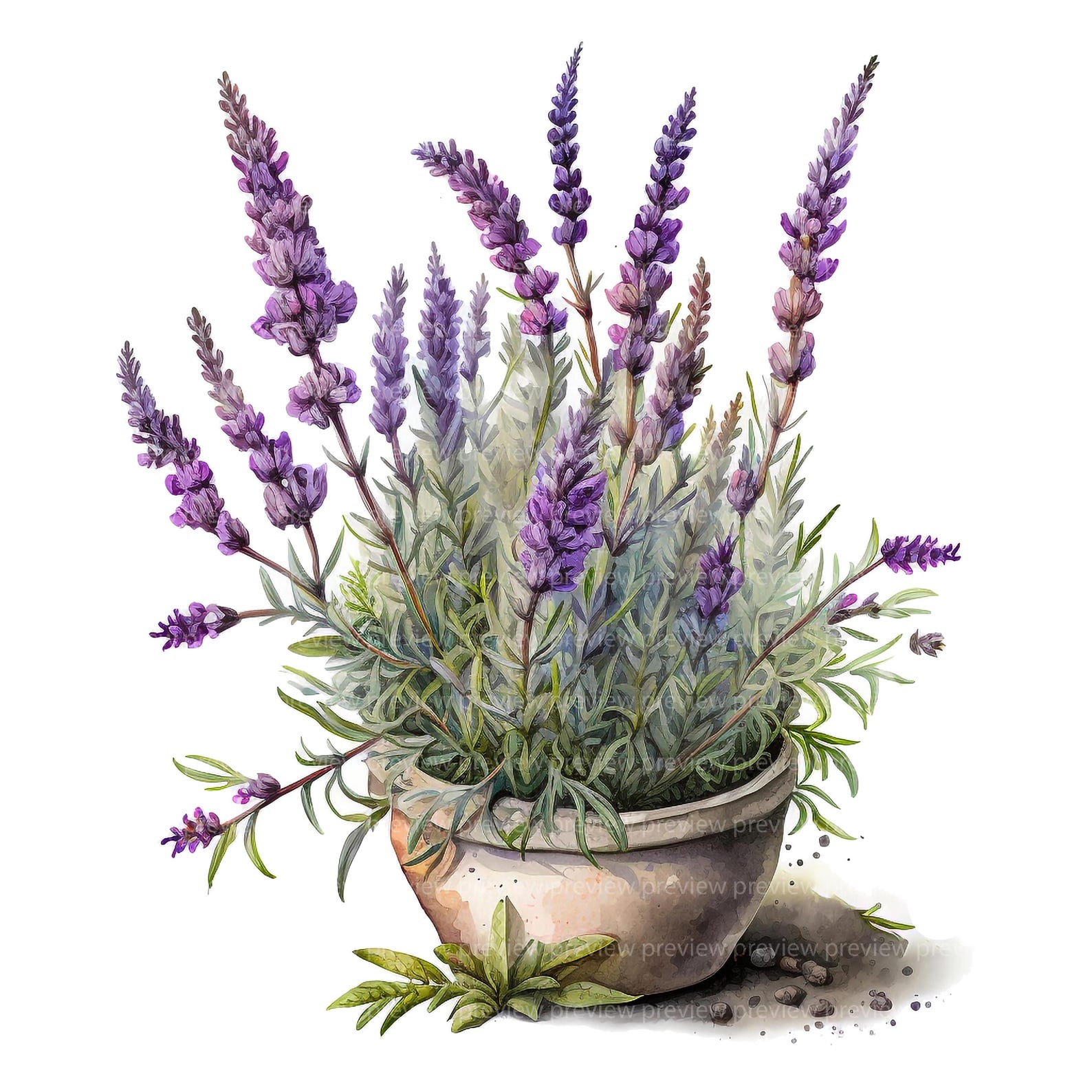 13 Lavender Bouquet Clipart | French Provence Floral Art | Rustic ...