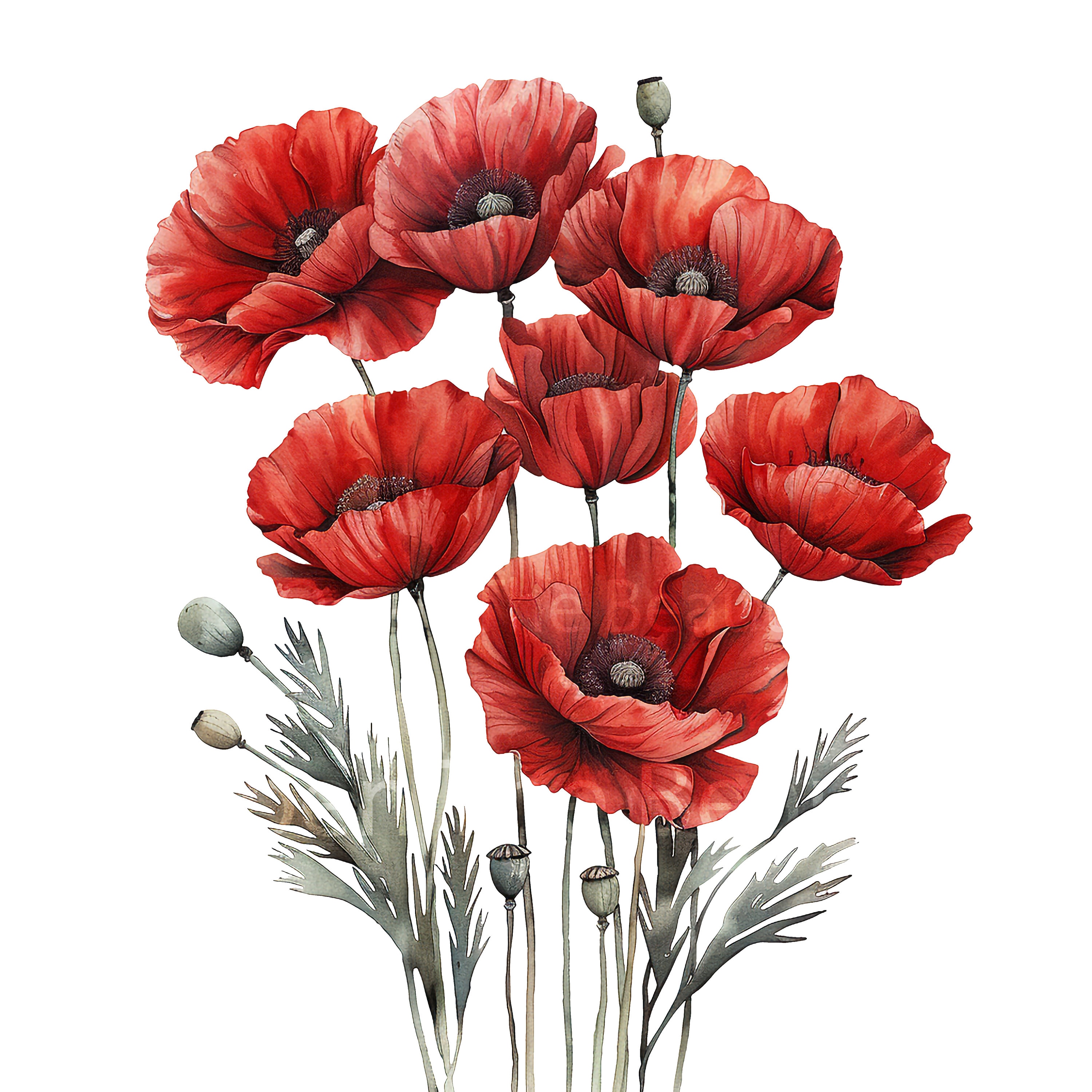 Red Poppy Watercolor Clipart Red Poppy Clipart Flowers Clipart Red ...