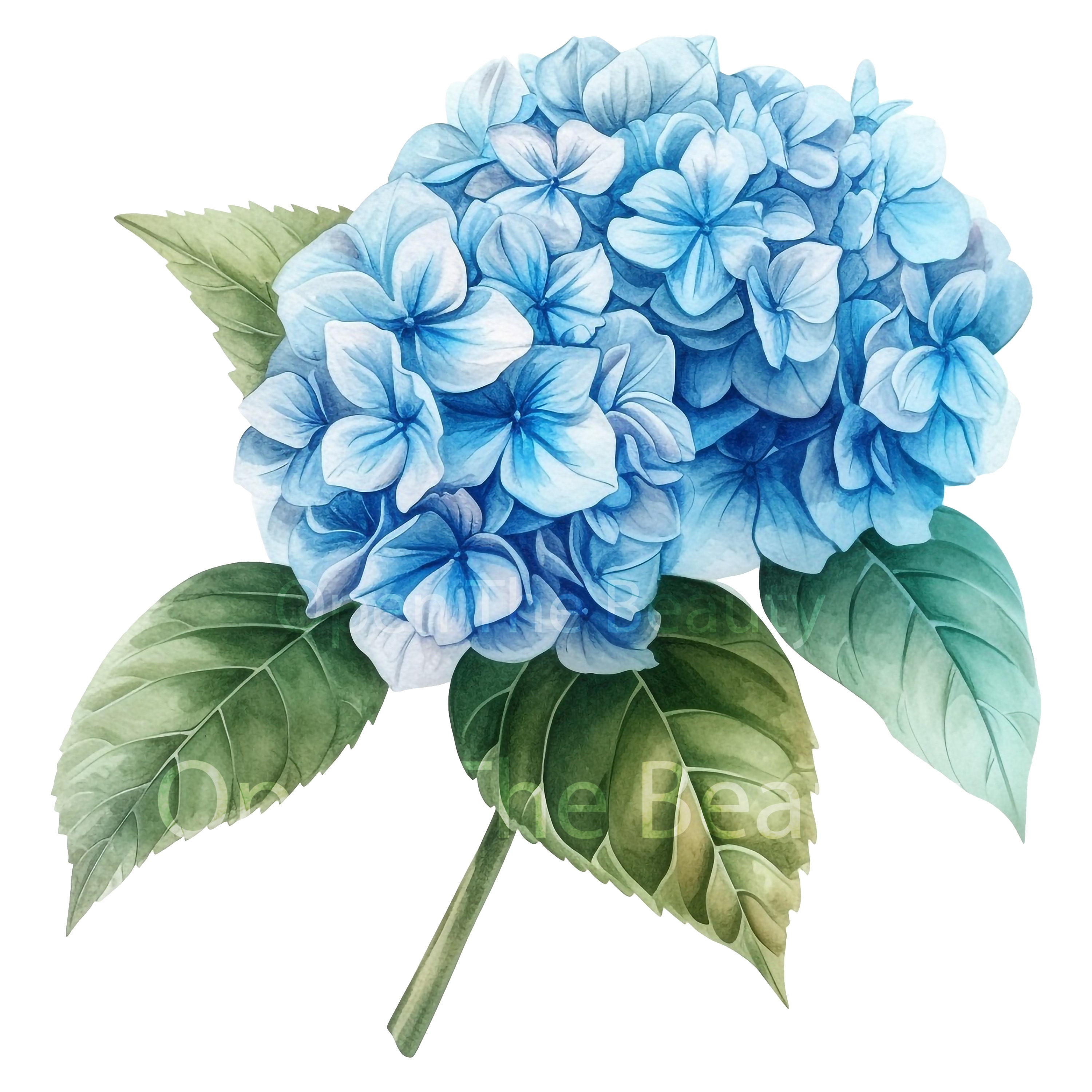 20 Hydrangea Clipart | Floral Watercolor Art Illustration | Botanical ...