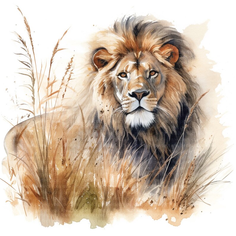 Watercolor Lion Clipart: Savanna Animal (jpgs, Digital Download ...