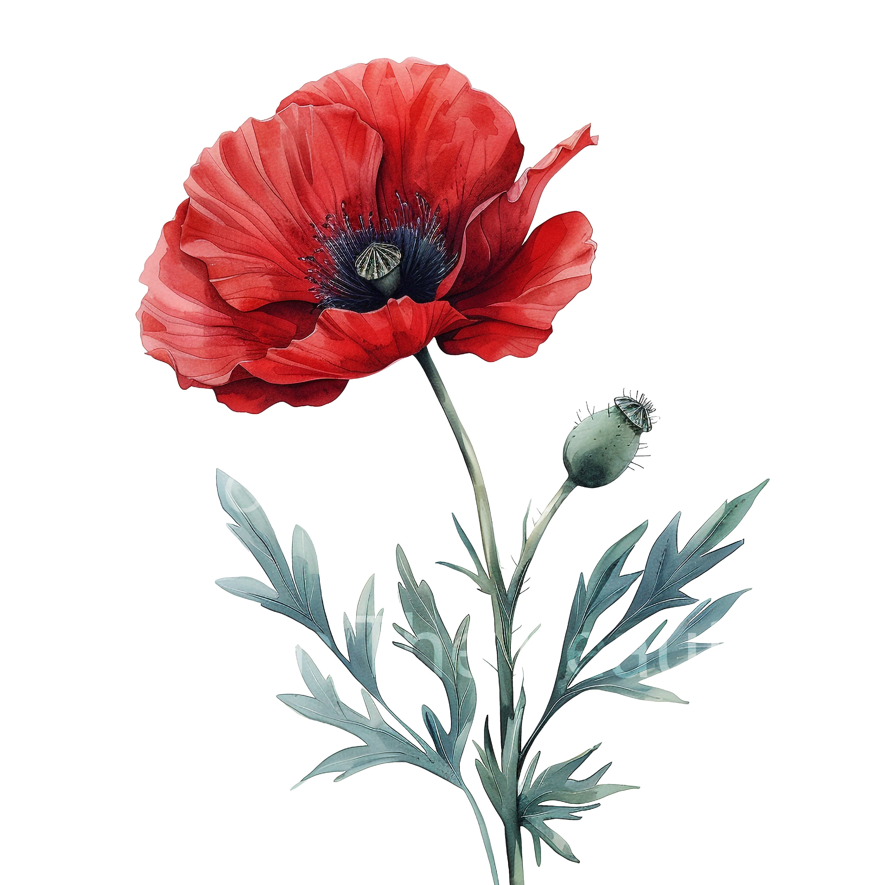 Red Poppy Watercolor Clipart Red Poppy Clipart Flowers Clipart Red ...