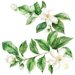 Jasmine Clipart Set 12 High Res Watercolor Jasmine Designs for Planners ...