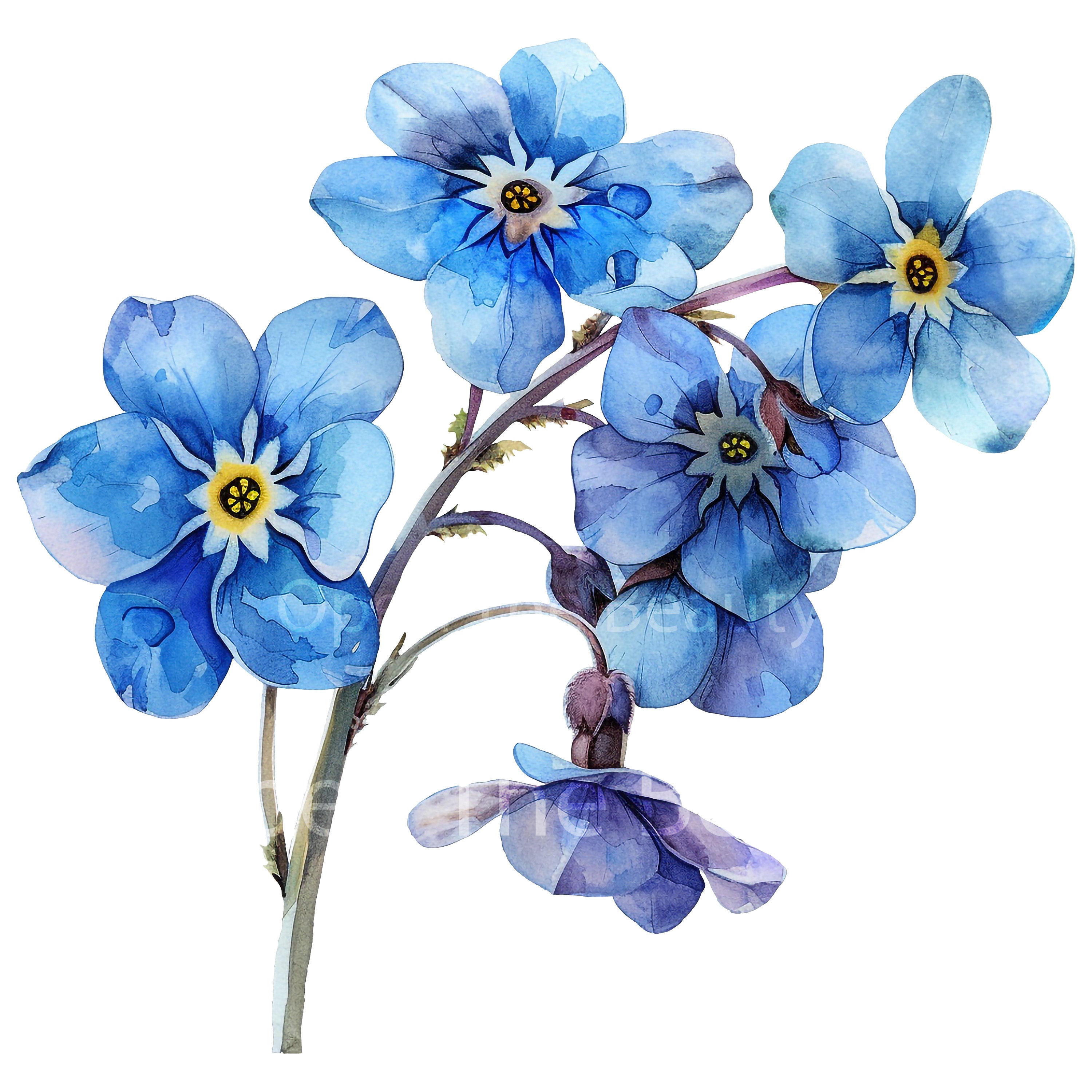 Blue Forget-me-not Watercolor Clipart: Floral Art (pngs, Digital ...