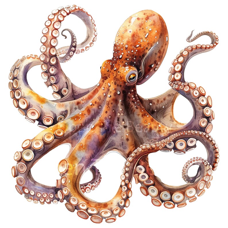 12 Watercolor Octopus Clipart | Ocean Animal Art (jpgs, Commercial Use ...
