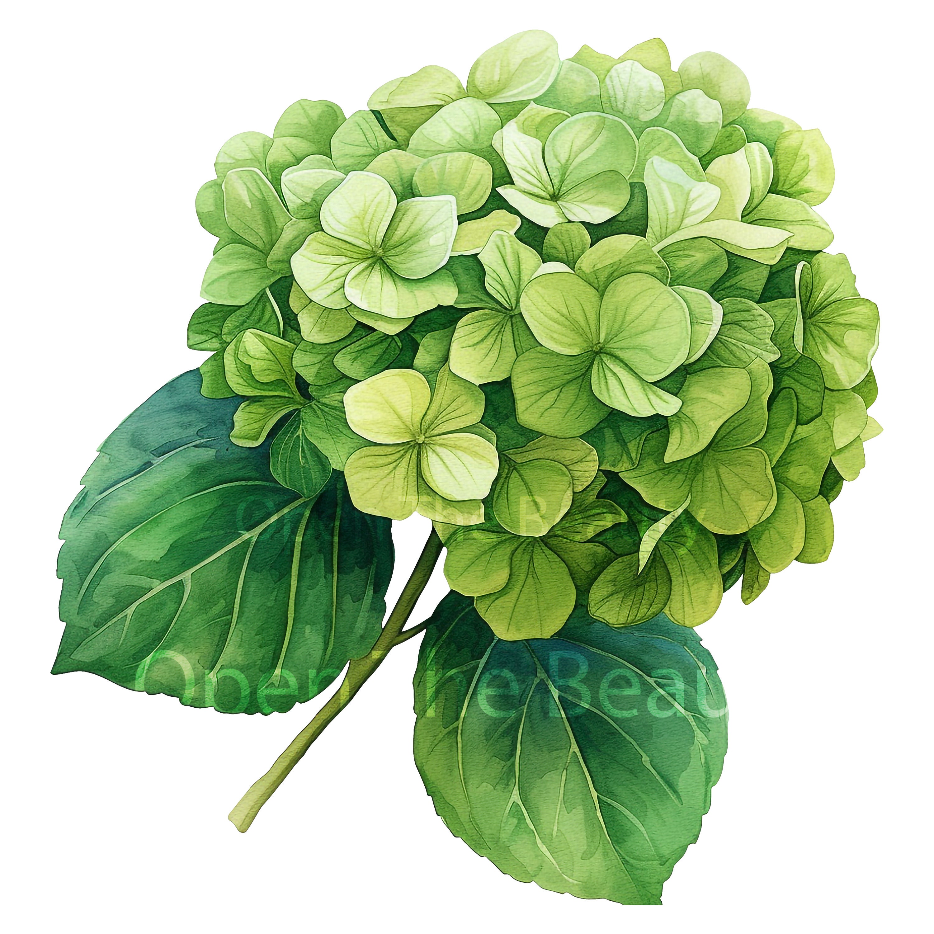 20 Hydrangea Clipart | Floral Watercolor Art Illustration | Botanical ...