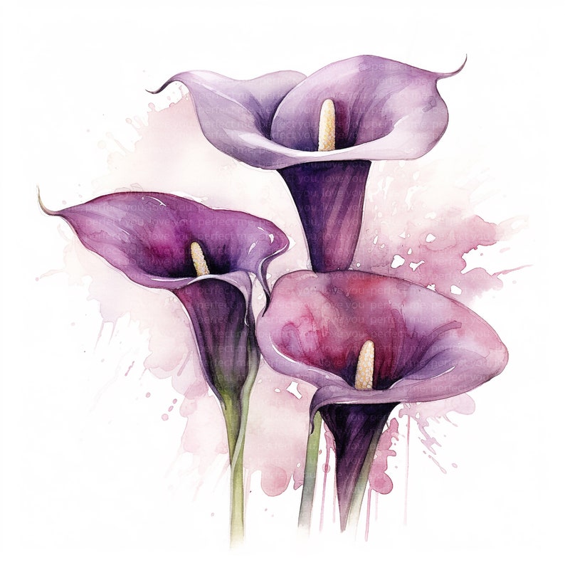 12 Purple Calla Lily Clipart, Calla Lily Bouquet, Flowers Clipart, High ...