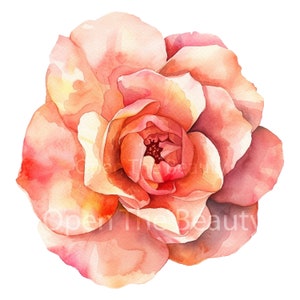 Peach Roses Watercolor Clipart - Floral PNG for Stickers, Scrapbooks ...