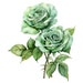 Green Roses Watercolor Clipart Green Roses Clipart Flowers Clipart ...