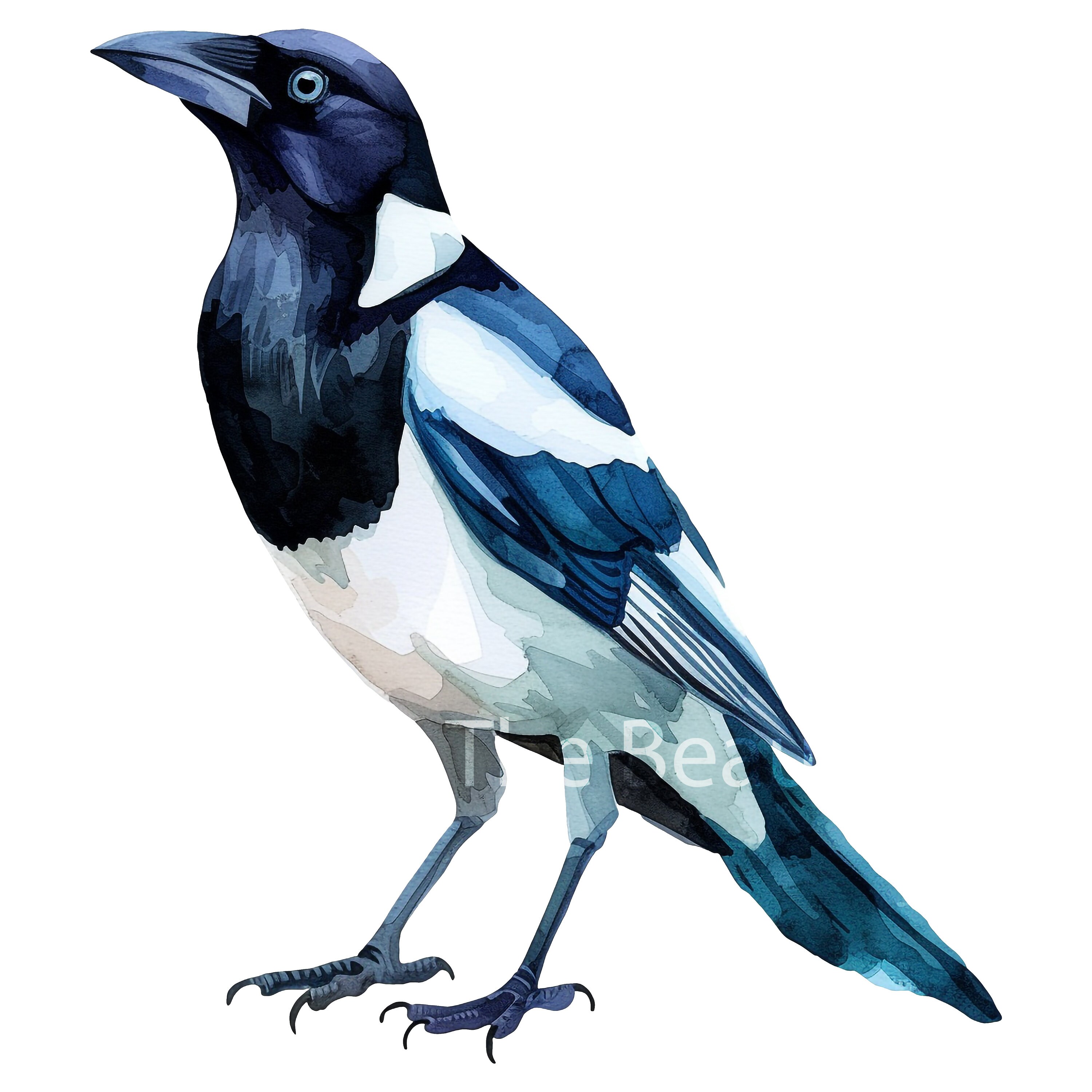 Magpie Watercolor Clipart Magpie Clipart Bird Clipart Magpie PNG 300 ...
