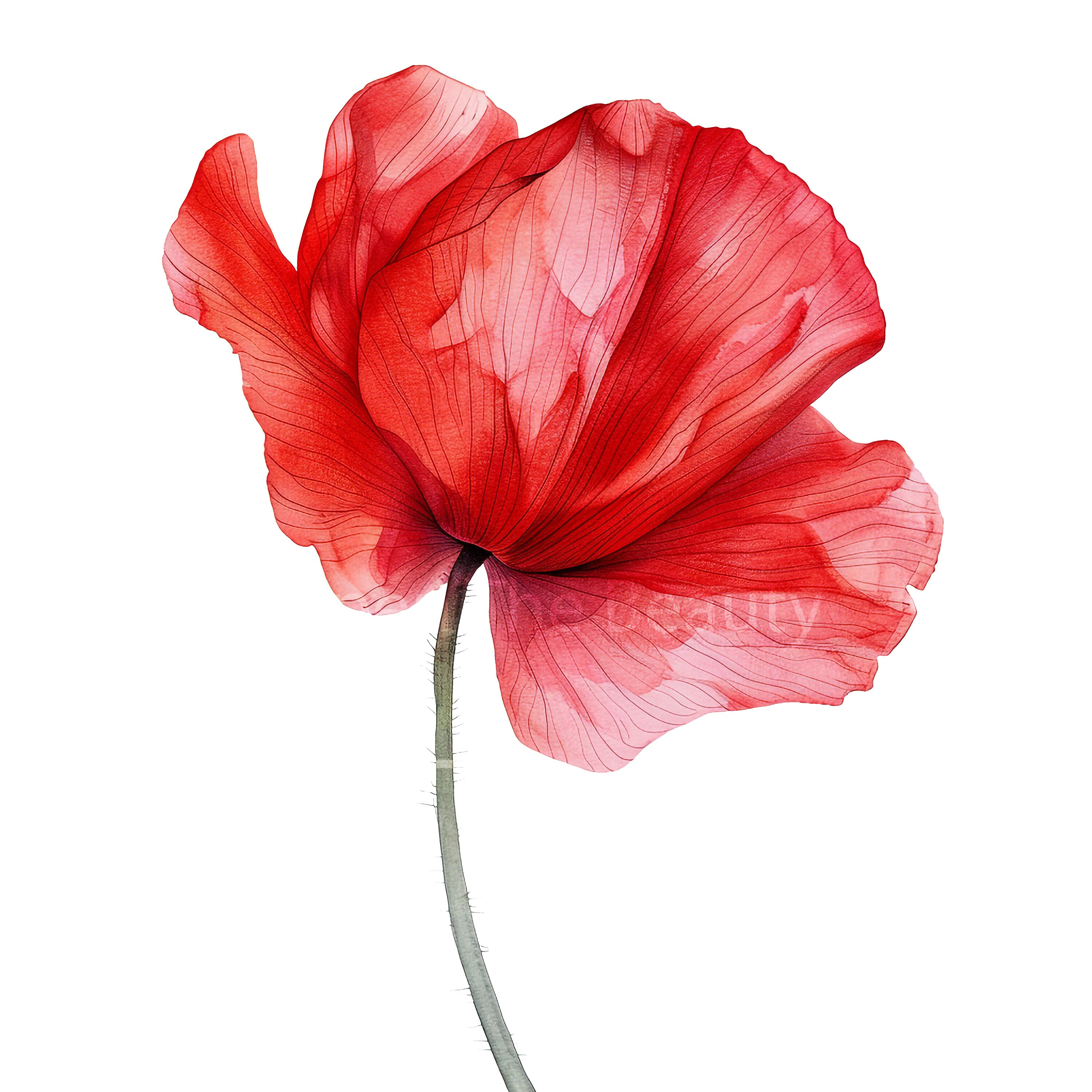 Red Poppy Watercolor Clipart Red Poppy Clipart Flowers Clipart Red ...