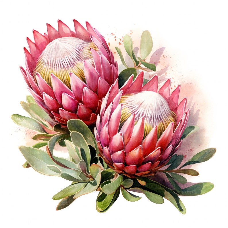 12 Watercolor Protea Flower Clipart | Watercolor Flowers (jpgs ...