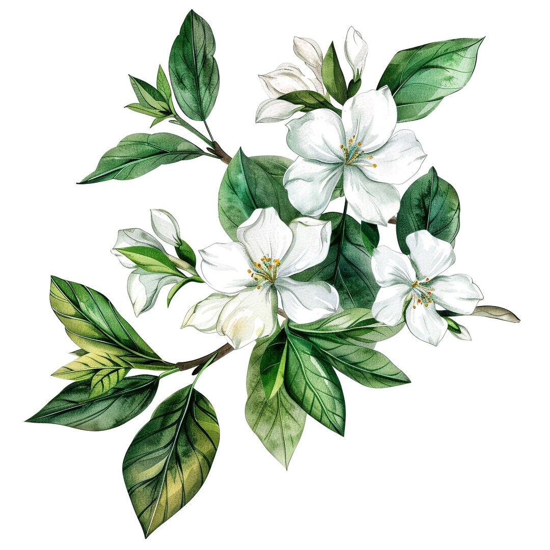 Jasmine Clipart Set 12 High Res Watercolor Jasmine Designs for Planners ...