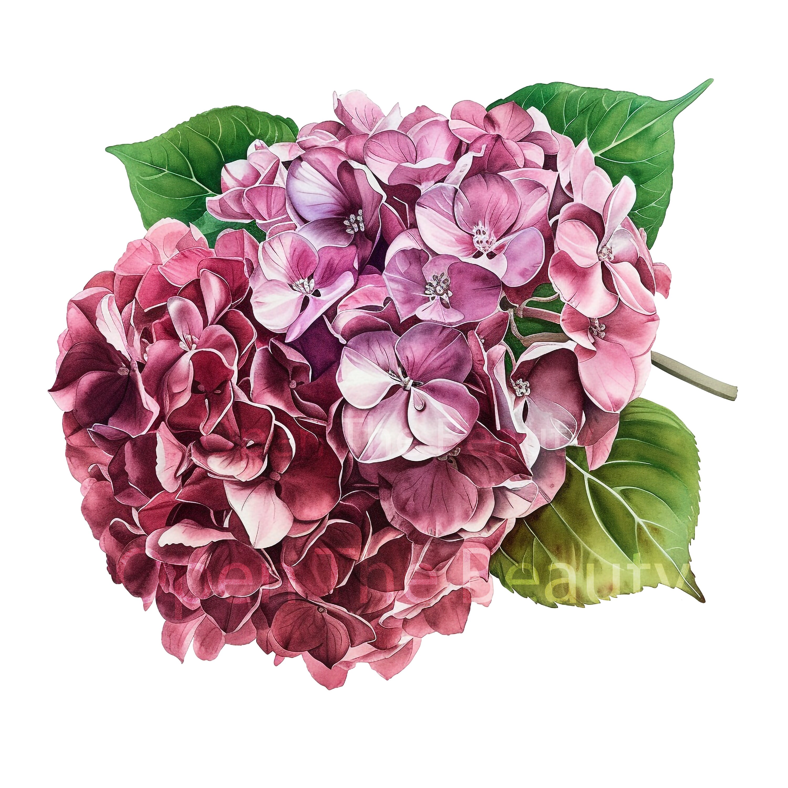 Hydrangea Watercolor Clipart: Flowers Art (pngs, Digital Download ...