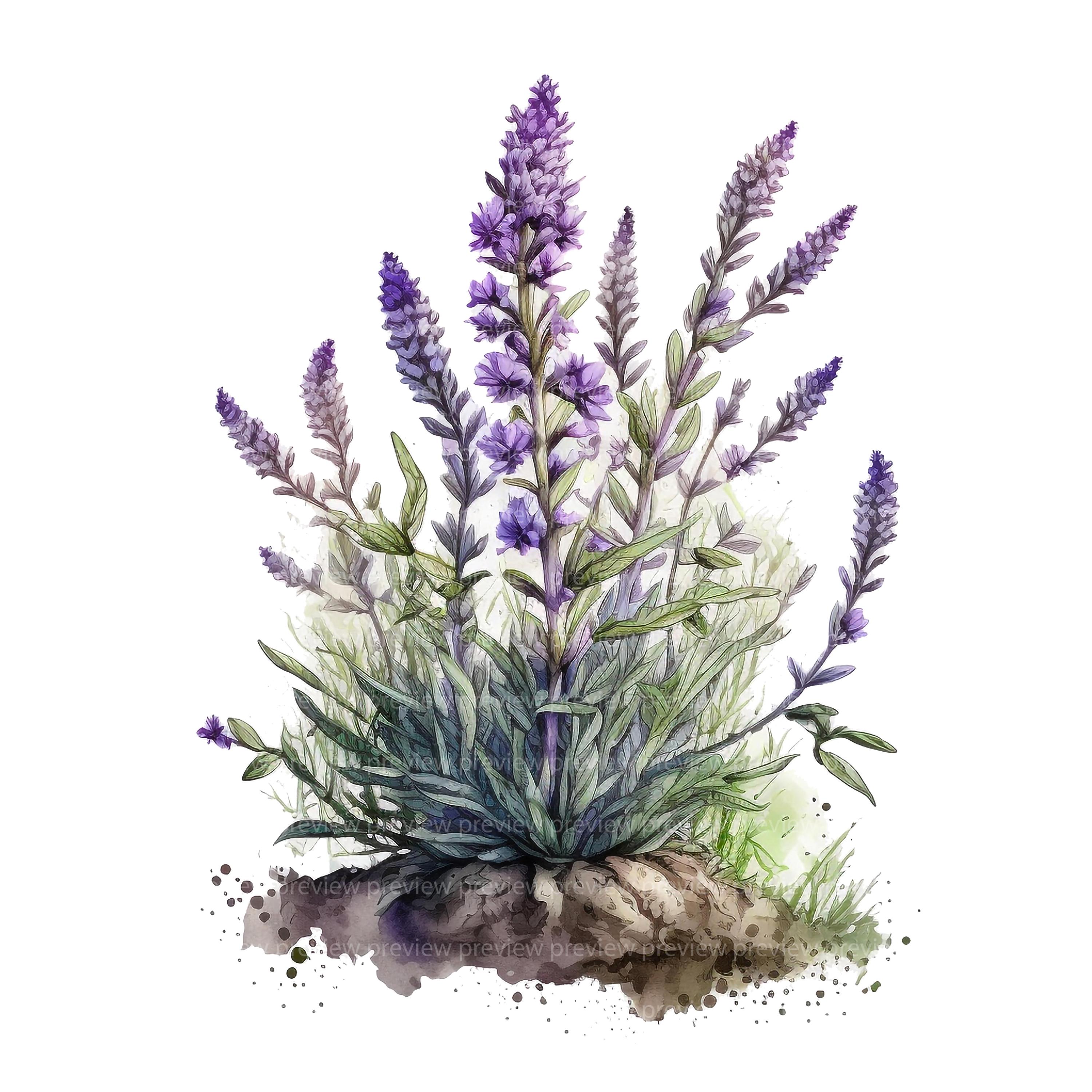 13 Lavender Bouquet Clipart | French Provence Floral Art | Rustic ...