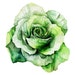 Green Roses Watercolor Clipart Green Roses Clipart Flowers Clipart ...