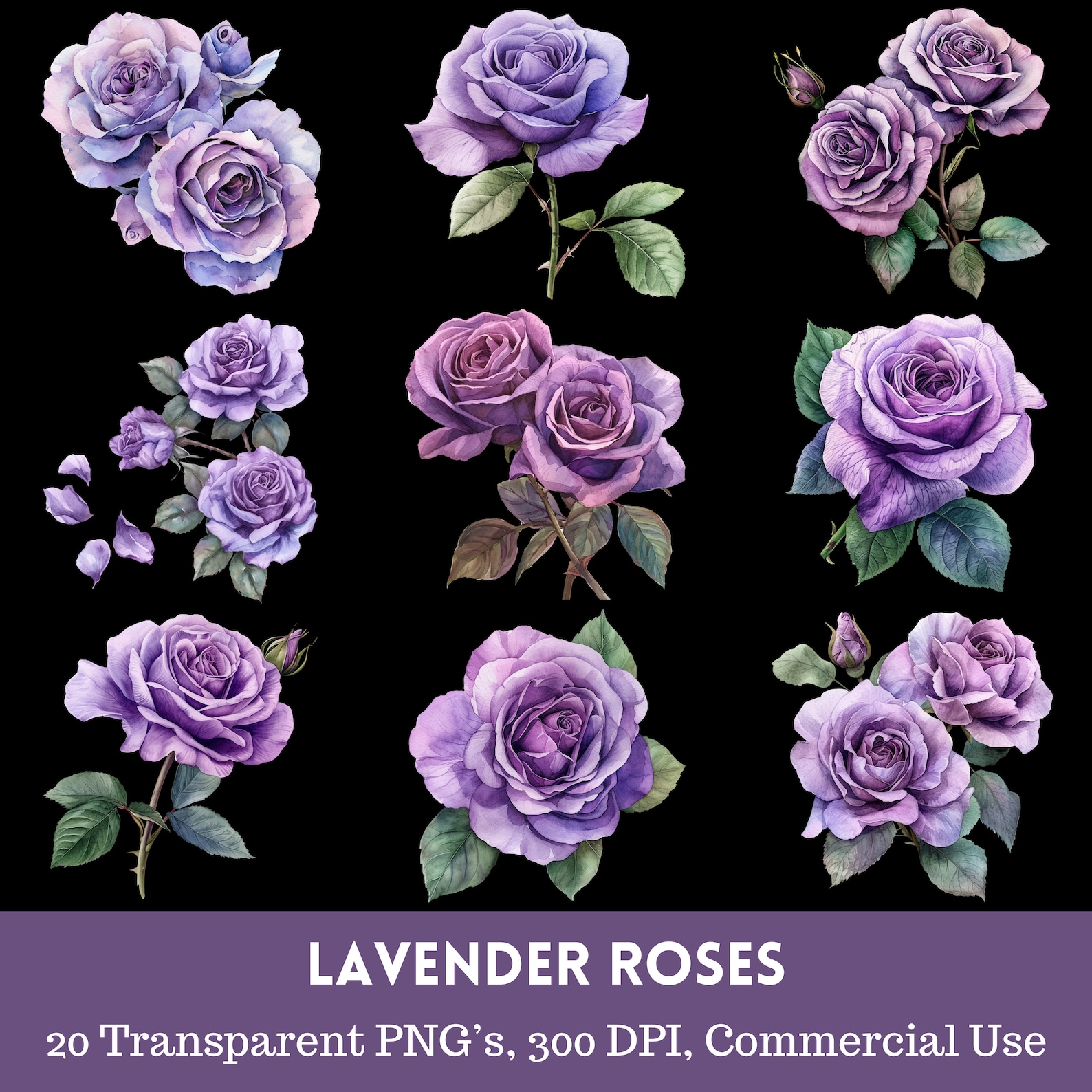 Lavender Roses Watercolor Clipart Lavender Roses Clipart Flowers ...