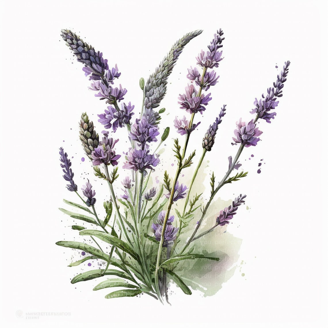 12 Lavender Clipart, Lavender Bouquet, Lavender Flowers Clipart, High ...