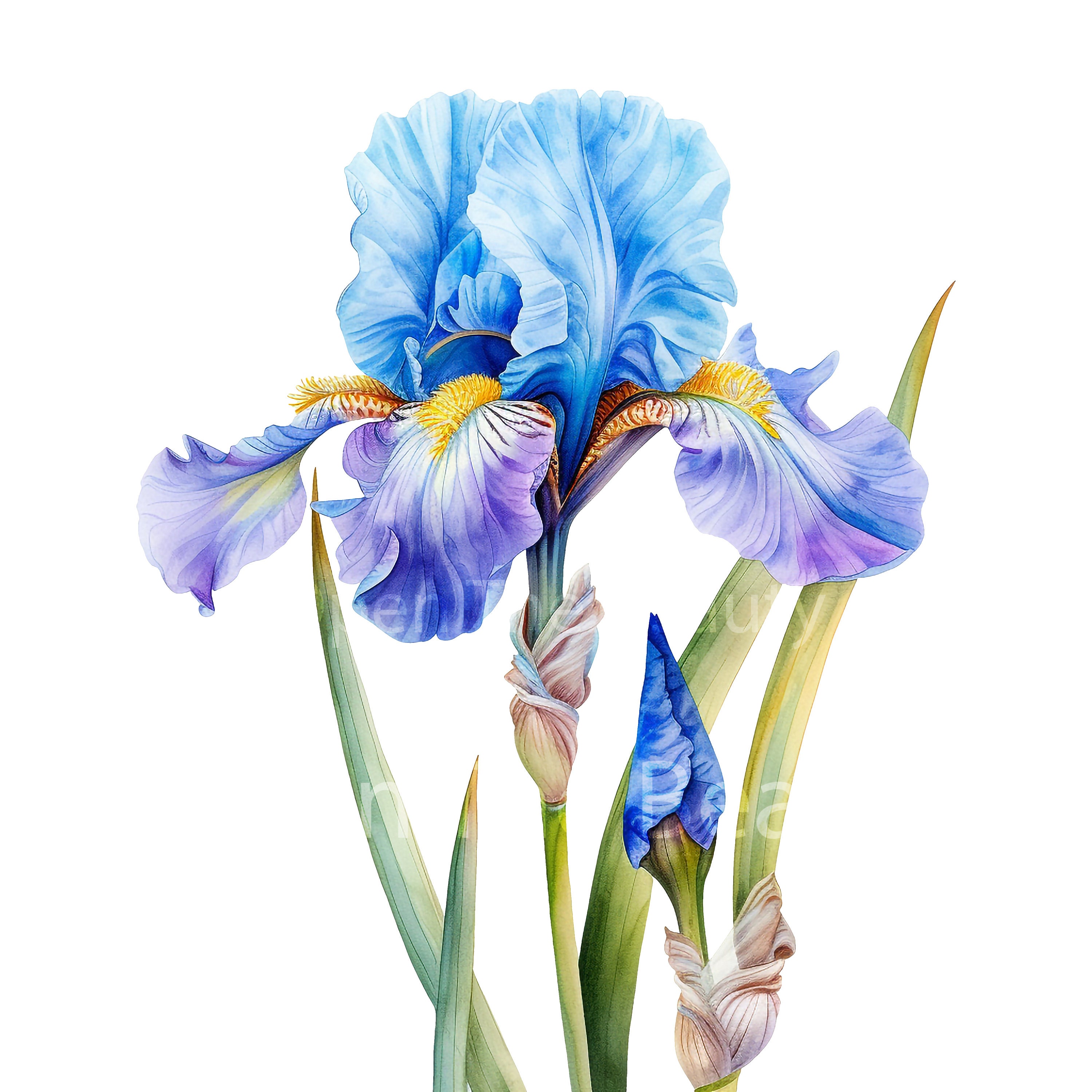 Iris Flowers Watercolor Clipart Iris Clipart Flowers Clipart Iris PNG 300 DPI Cards, Scrapbooks ...