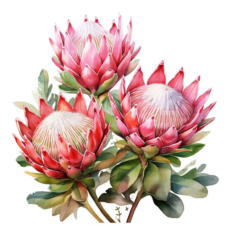 12 Watercolor Protea Flower Clipart | Watercolor Flowers (jpgs ...