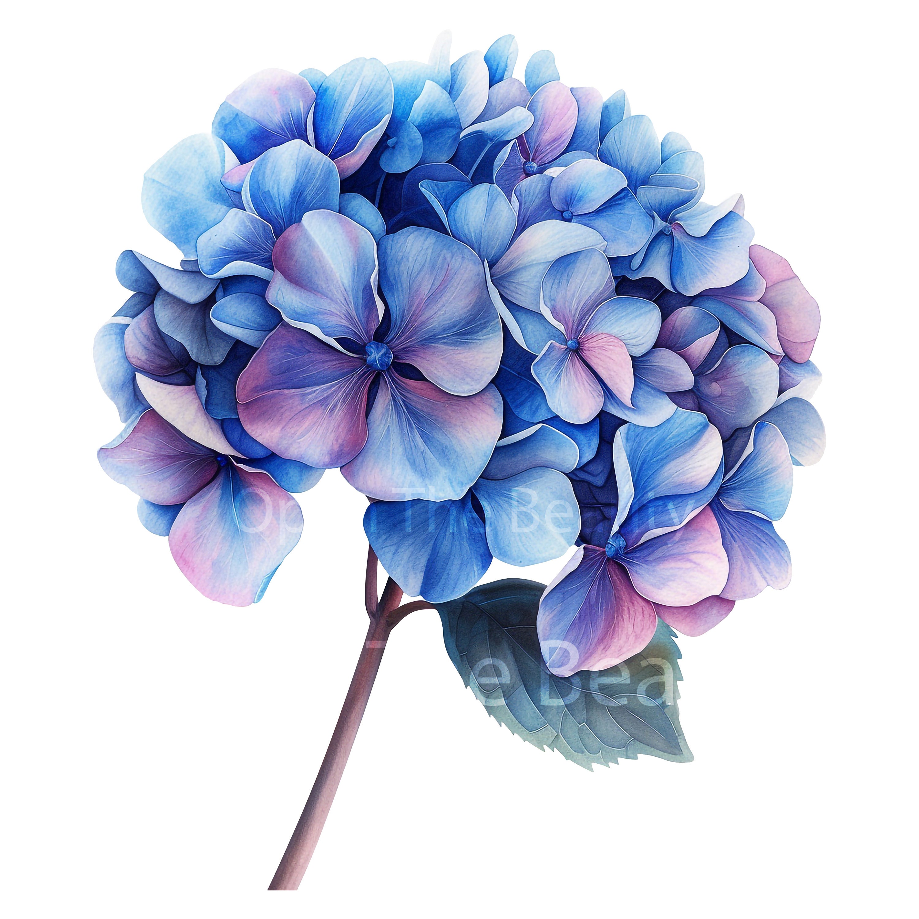20 Hydrangea Clipart | Floral Watercolor Art Illustration | Botanical ...
