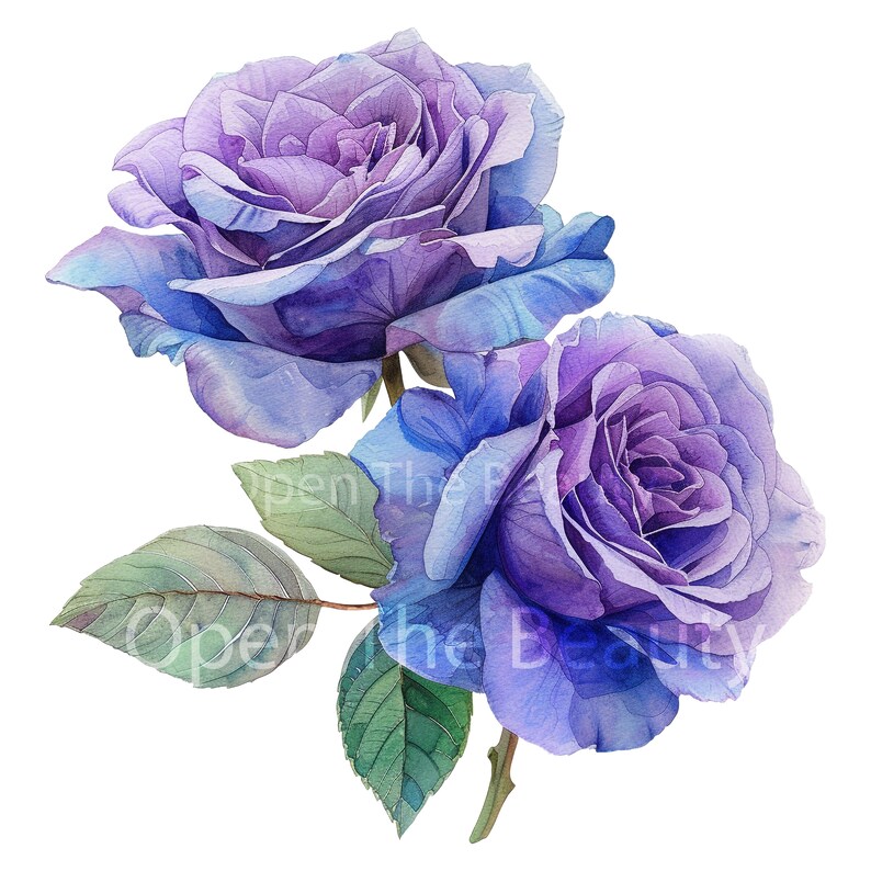 Lavender Roses Watercolor Clipart Lavender Roses Clipart Flowers ...