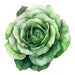 Green Roses Watercolor Clipart Green Roses Clipart Flowers Clipart ...