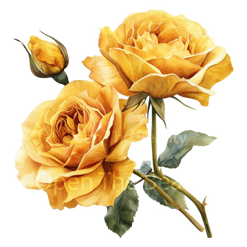 Yellow Roses Watercolor Clipart Yellow Roses Clipart Flowers Clipart ...