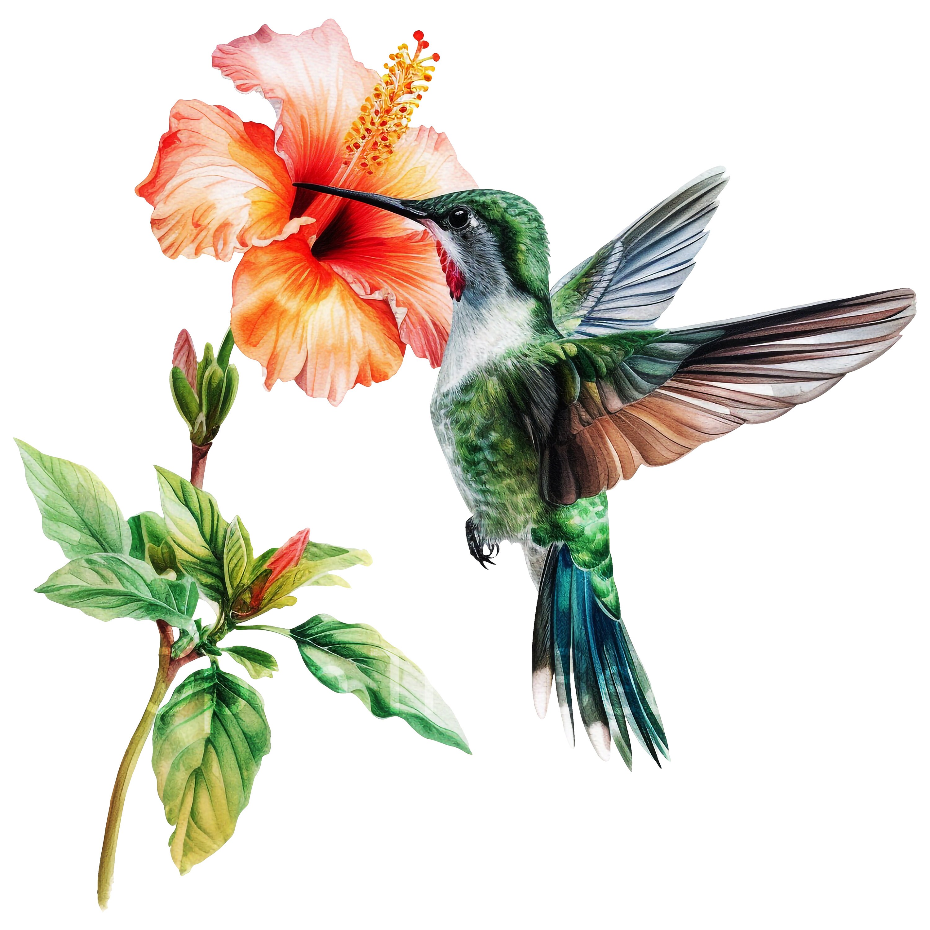 Hummingbird Watercolor Clipart Hummingbird Clipart Bird Clipart ...