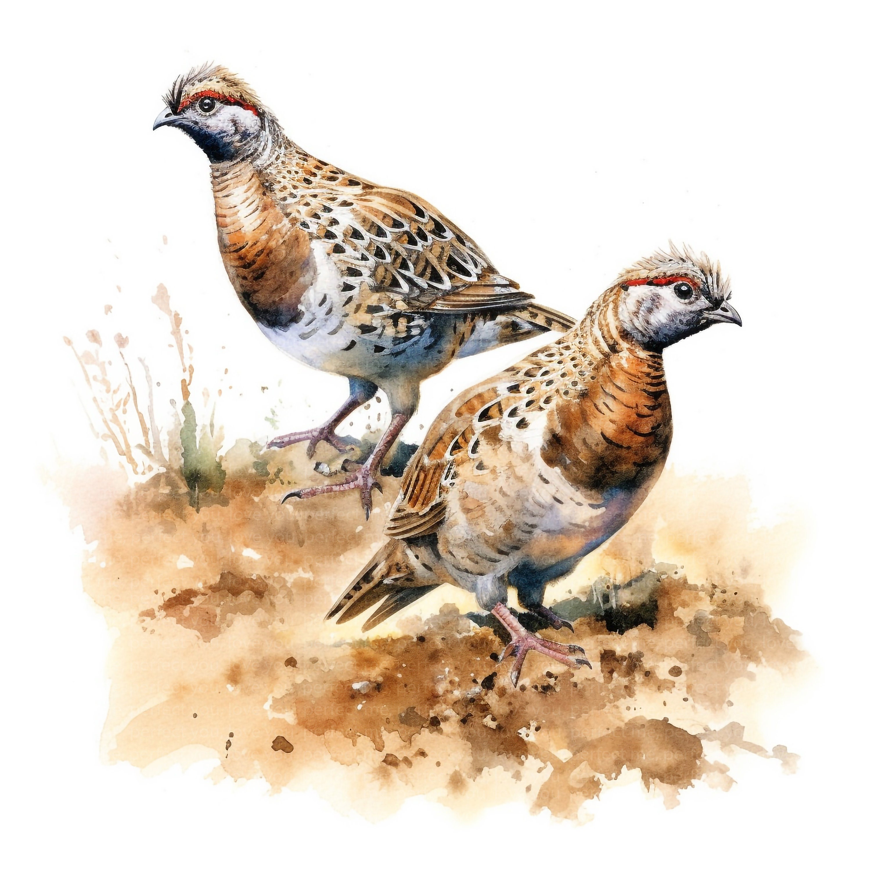 12 Quails on Ground Clipart, Watercolor Quails Clipart, High Resolution ...