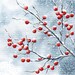 Watercolor Frozen Berries Clipart | 14 High Resolution Jpgs for Winter ...