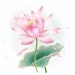 12 Lotus Clipart, Water Lily Clipart, Flowers Clipart, High Resolution ...