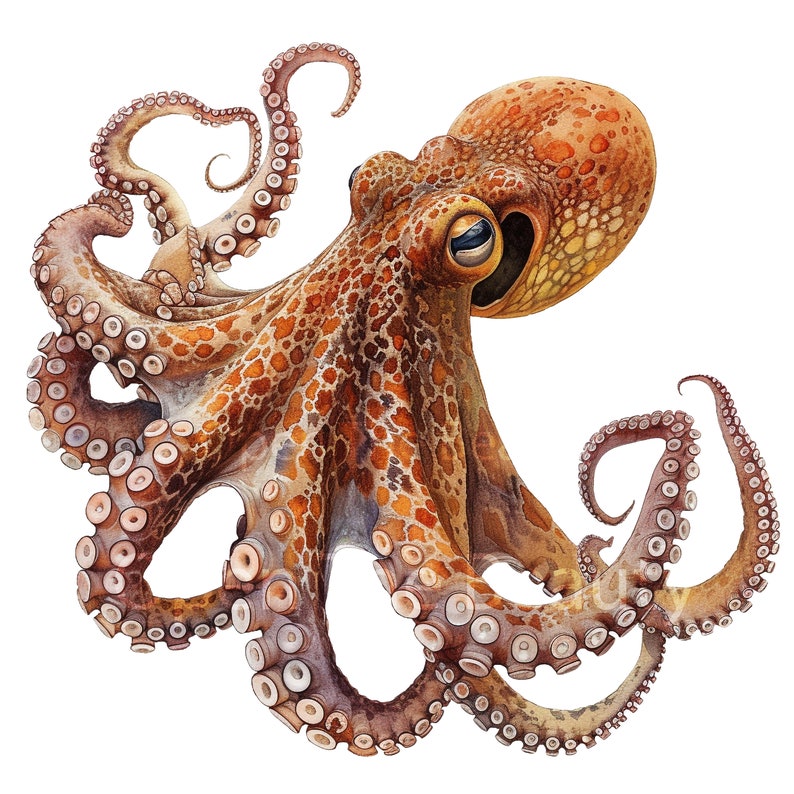 12 Watercolor Octopus Clipart | Ocean Animal Art (jpgs, Commercial Use ...