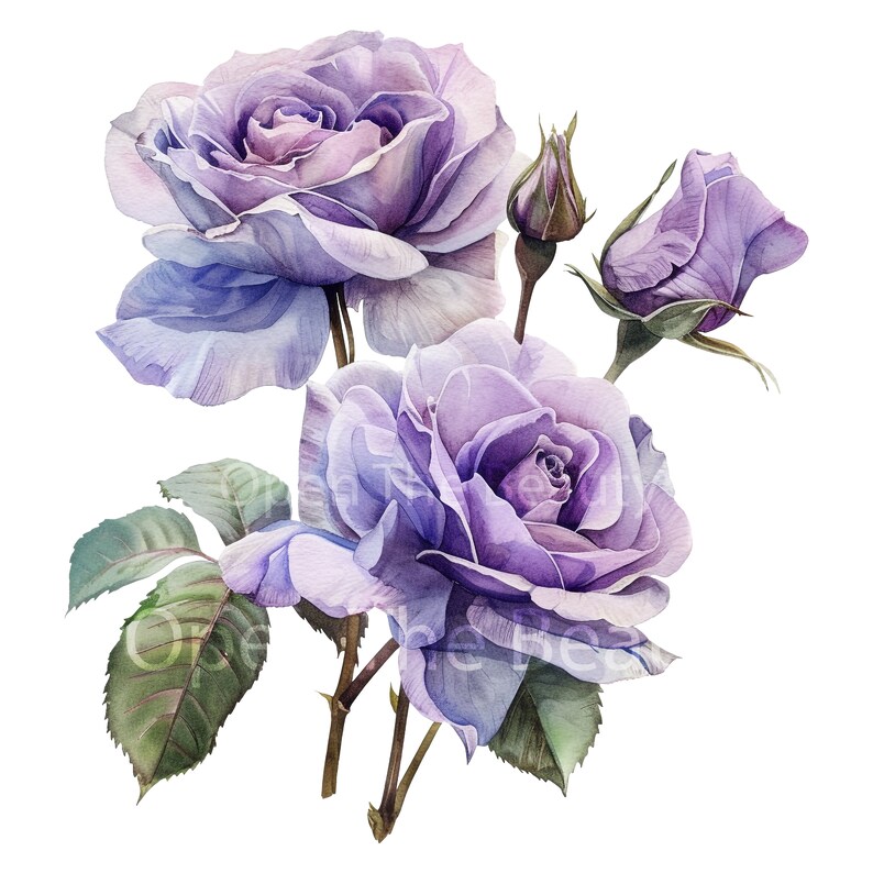 Lavender Roses Watercolor Clipart Lavender Roses Clipart Flowers ...