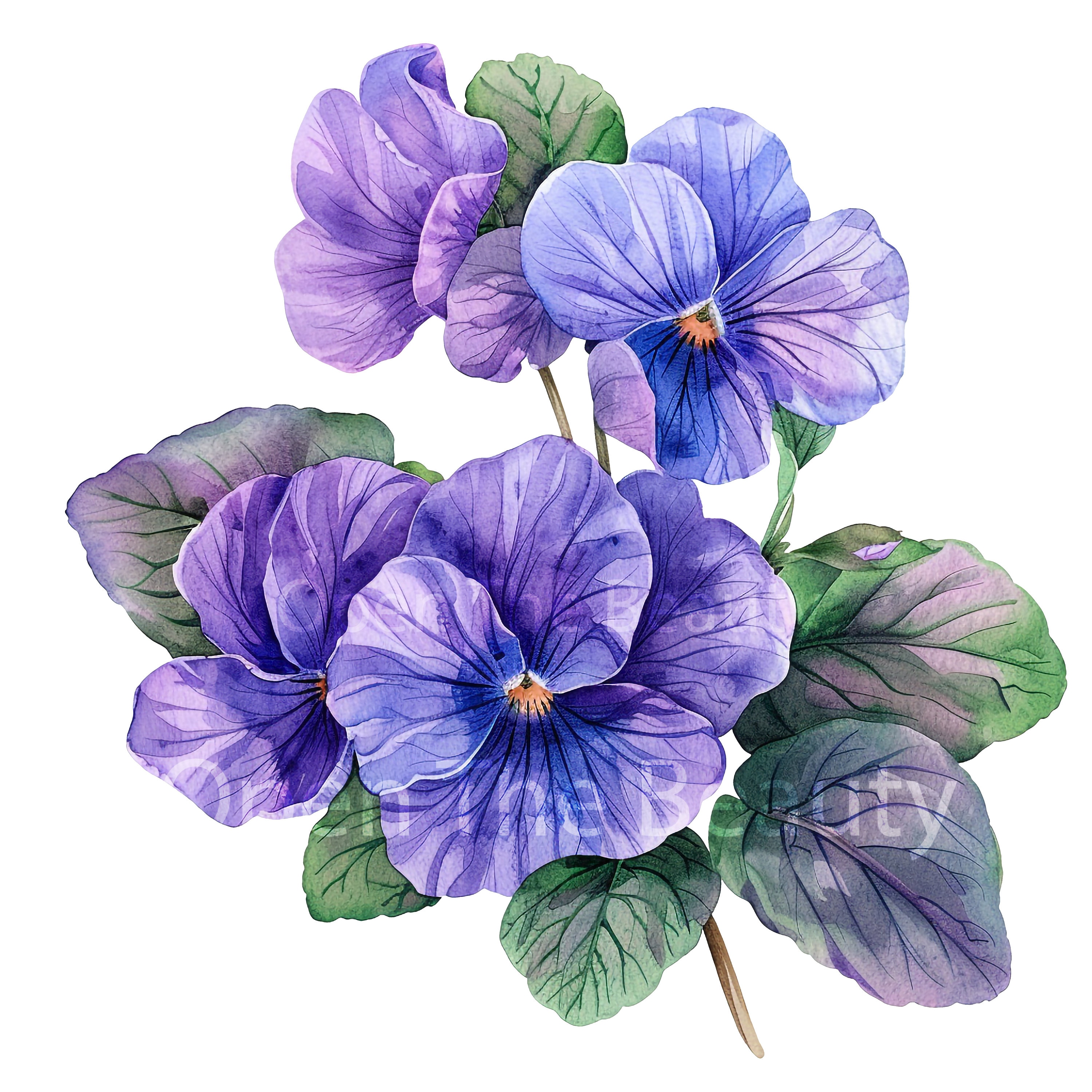 Violet Flowers Watercolor Clipart Violet Flowers Clipart Violet Flowers ...