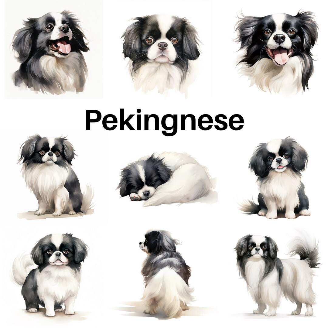 Pekingnese Watercolor Clipart Pekingnese Clipart Dog Clipart Cute Dog ...