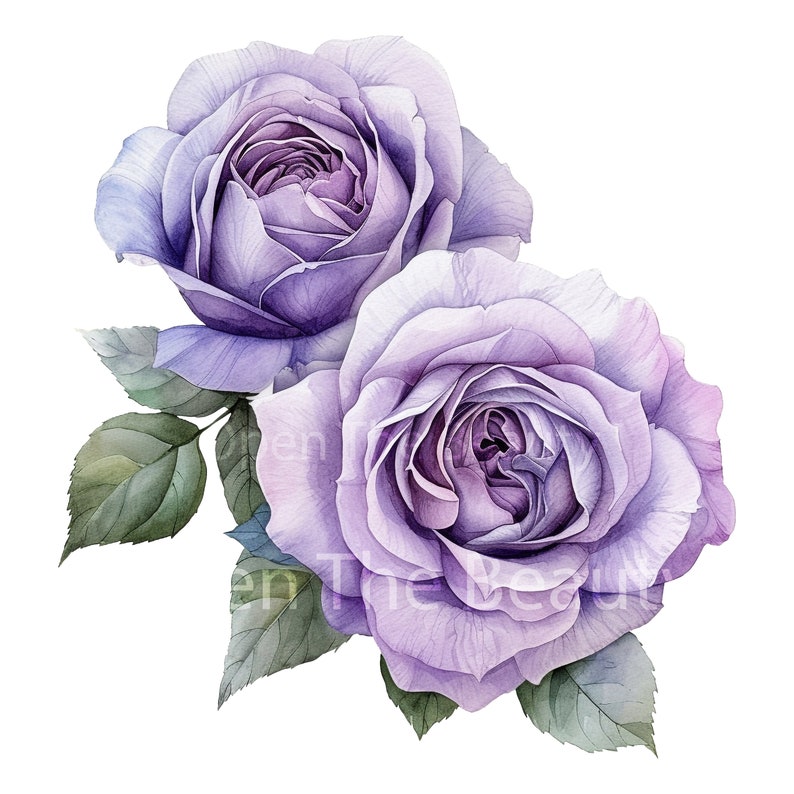 Lavender Roses Watercolor Clipart Lavender Roses Clipart Flowers ...