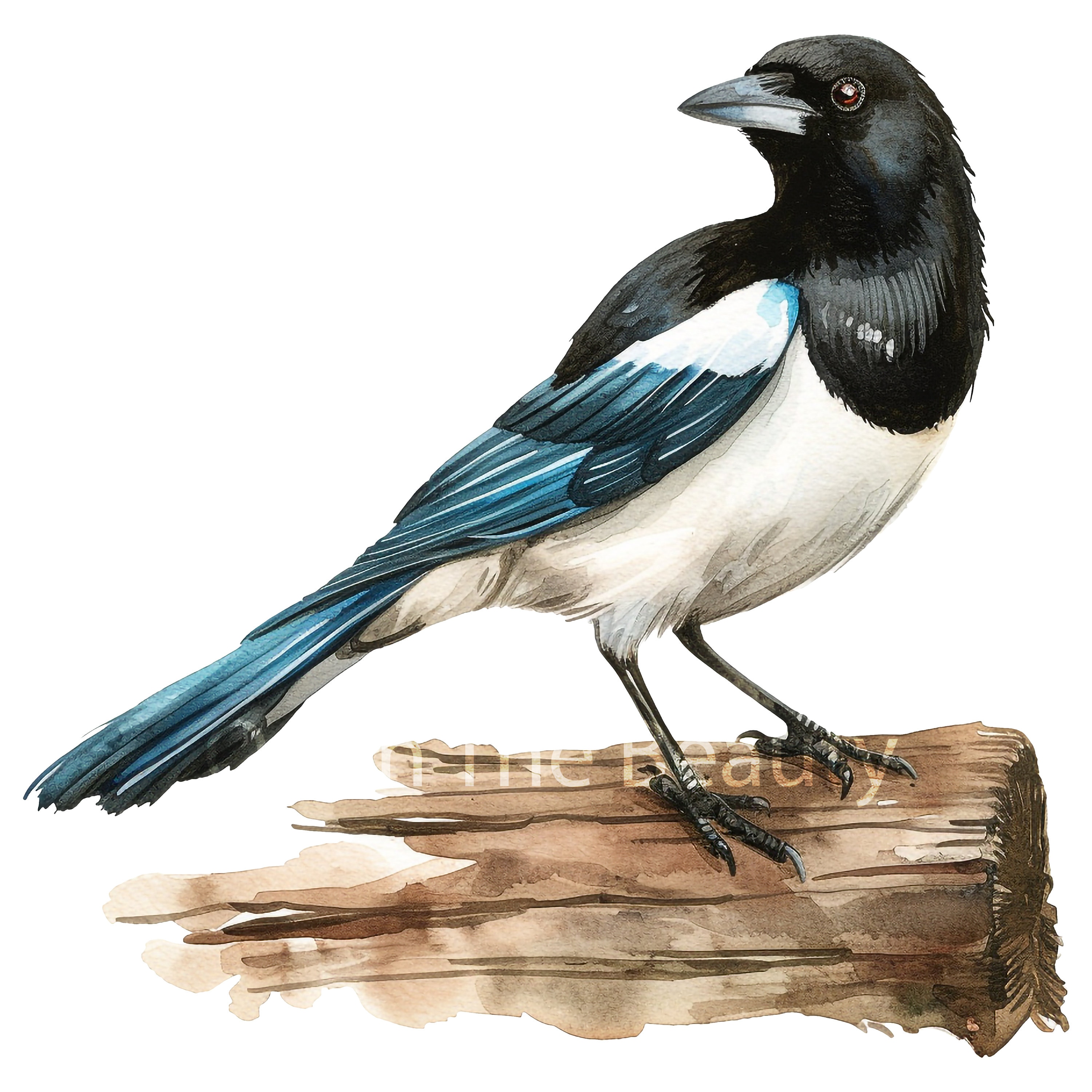Magpie Watercolor Clipart Magpie Clipart Bird Clipart Magpie PNG 300 ...