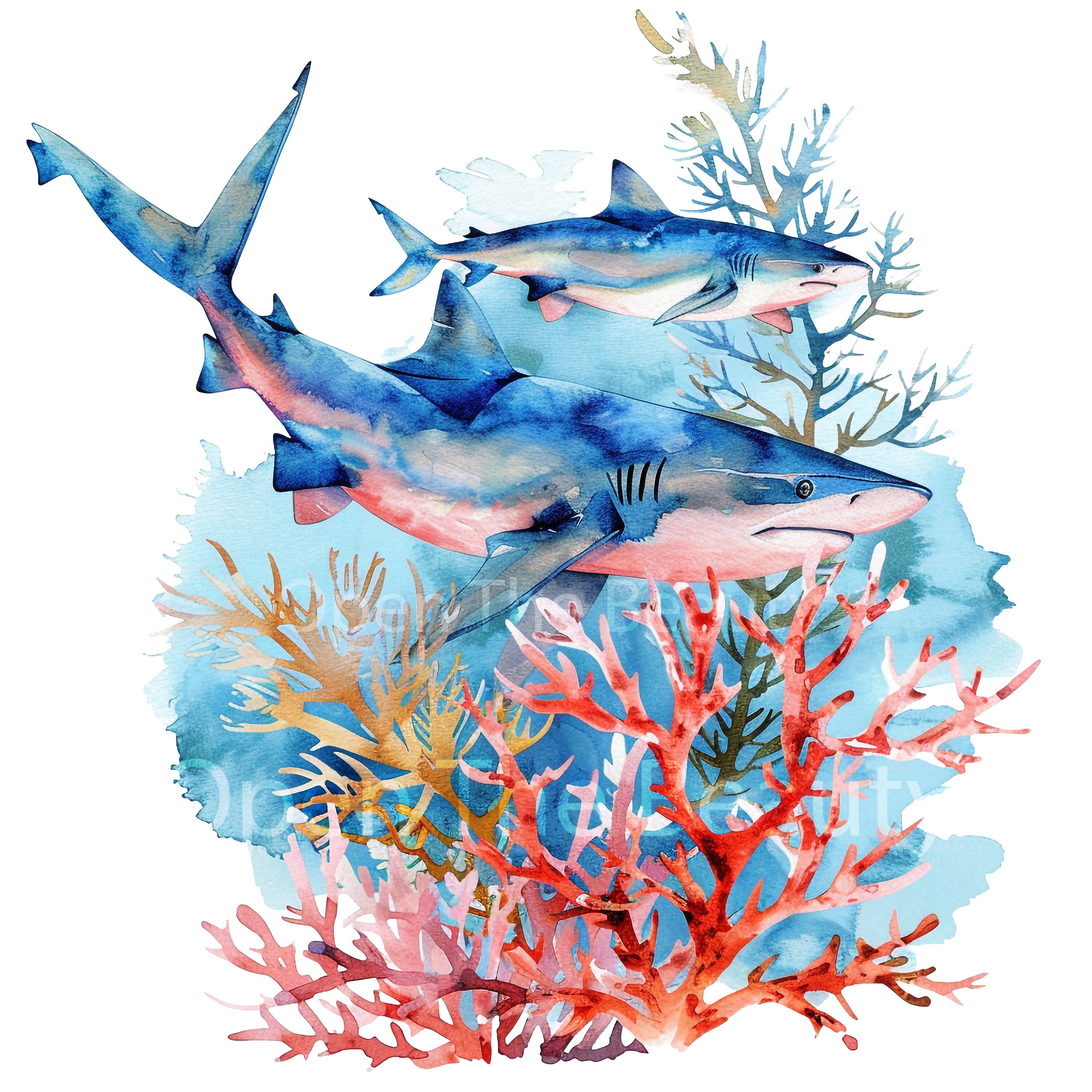 Shark Watercolor Clipart Shark Clipart Ocean Clipart Shark PNG 300 DPI ...