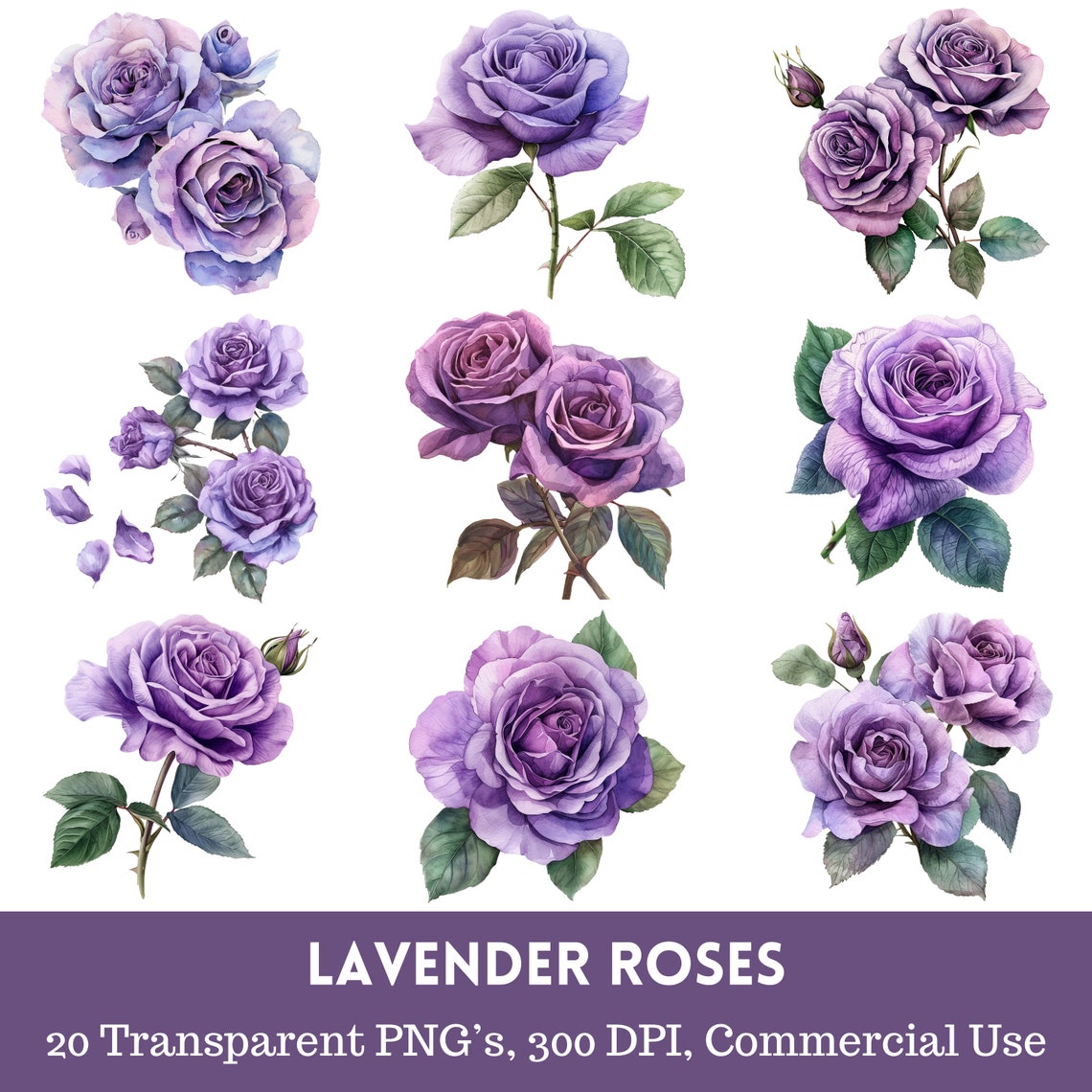 Lavender Roses Watercolor Clipart Lavender Roses Clipart Flowers ...