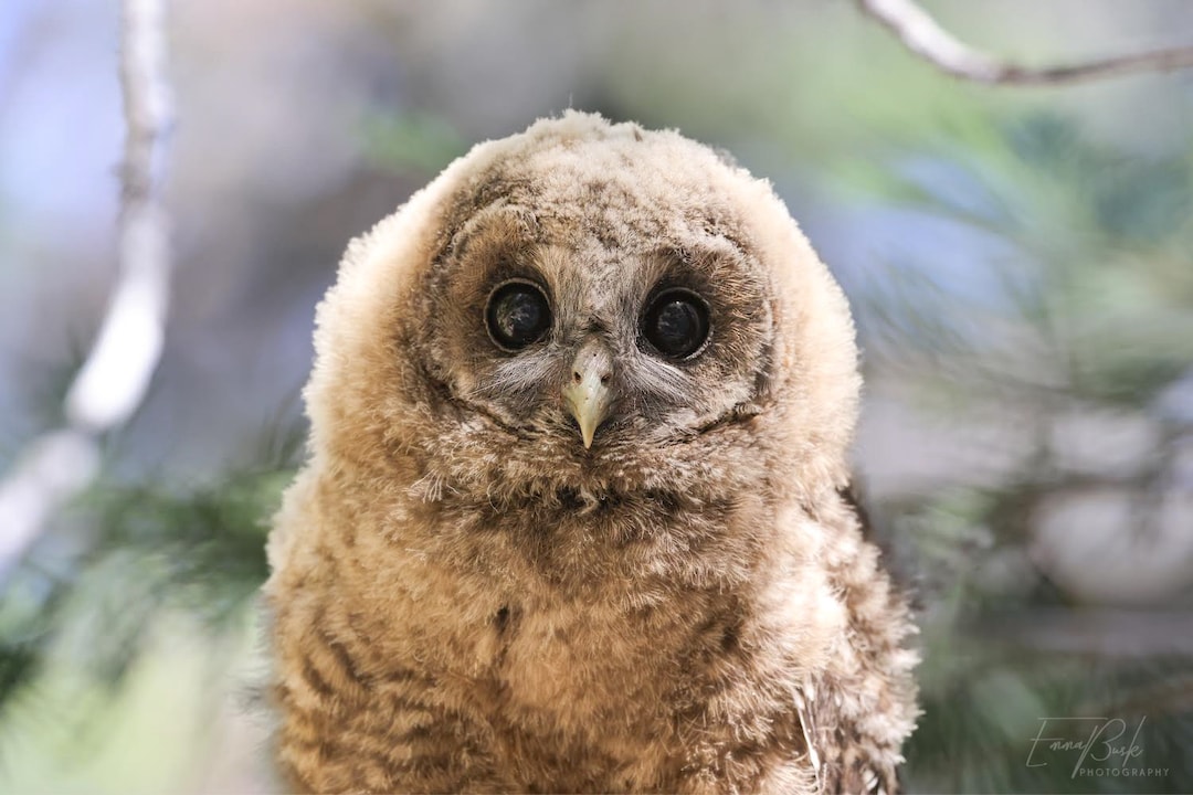 Northern Spotted Owl Fledgling Giclee Prints - Etsy