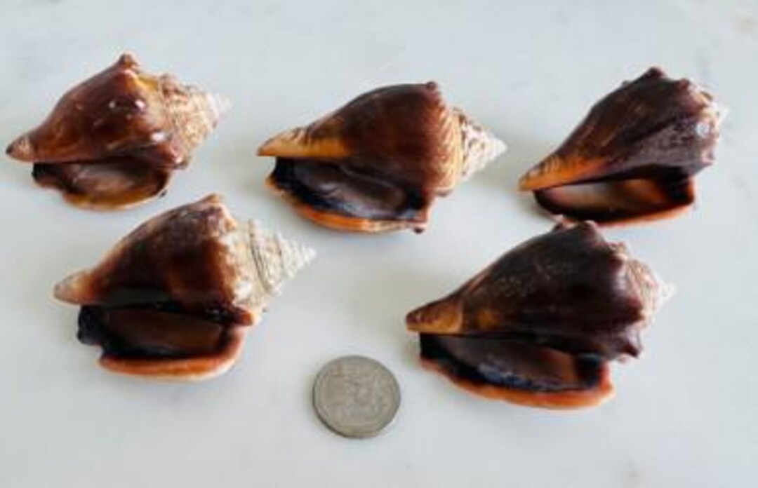 Five Dark Brown Fighting Conch Shells From SW Florida More Sizes ...