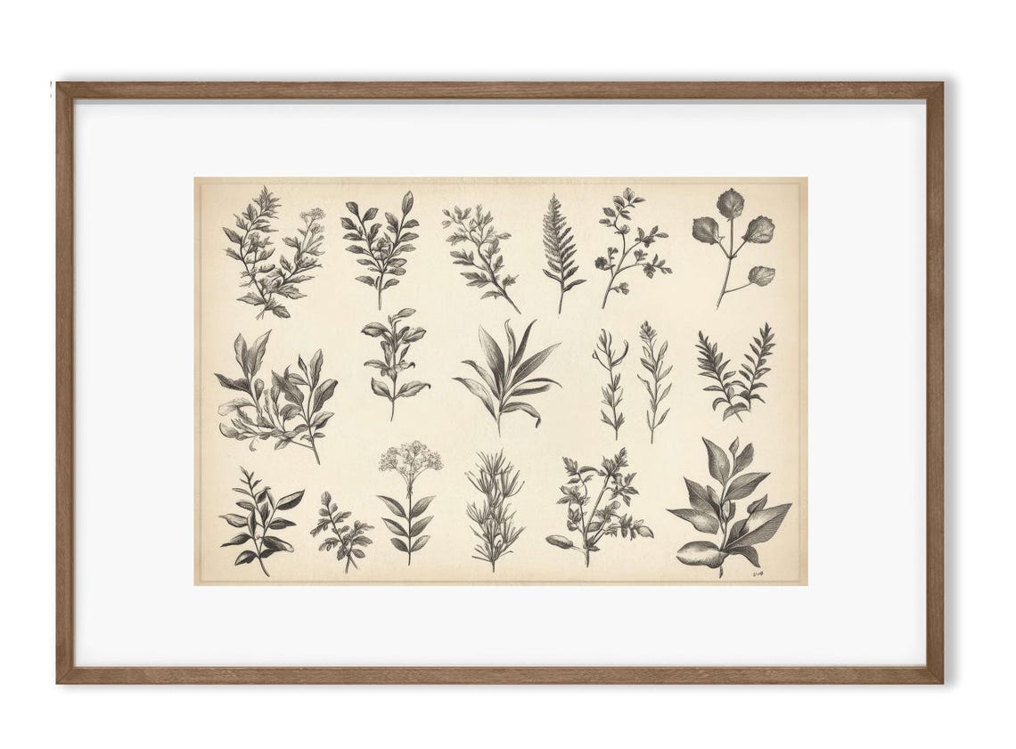 Botanical Print: Vintage Plant Sketch, Antique Illustration (digital ...