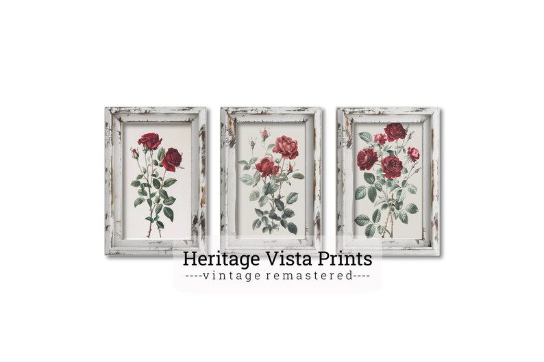 Vintage Botanical Print Set | Red Rose Wall Art | Antique Floral Prints ...