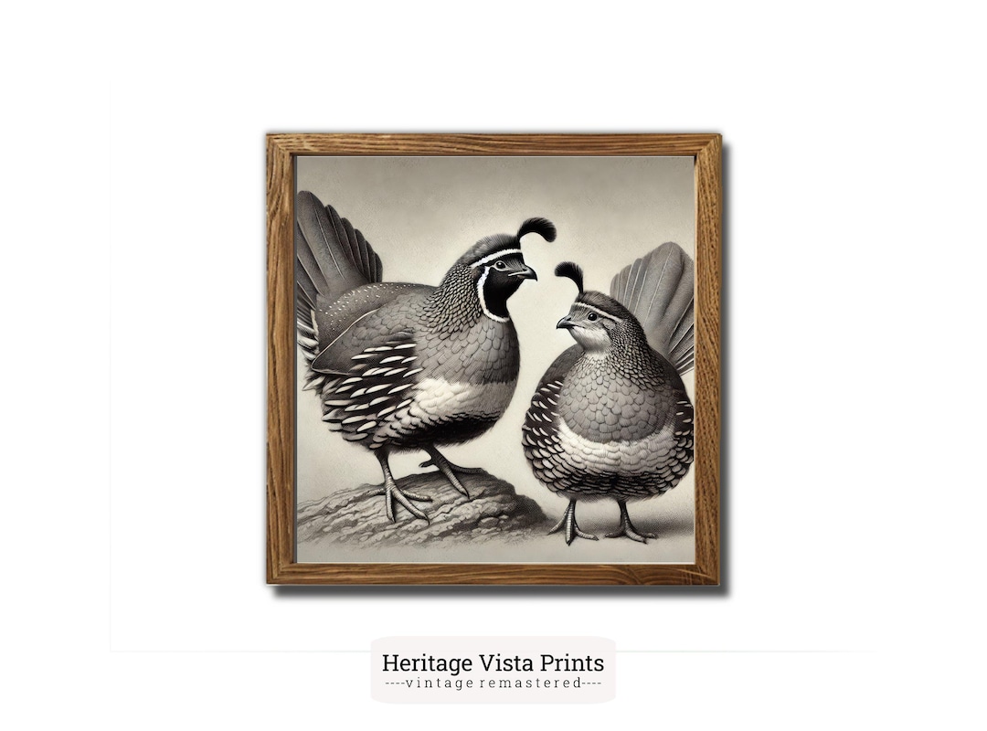 Vintage Quail Wall Art, Printable Bird Illustration, Farmhouse Decor ...