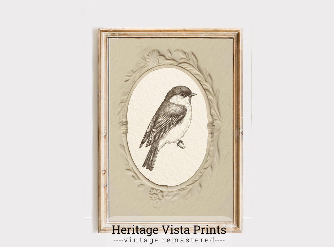 Vintage Bird Sketch, Eastern Phoebe Drawing Print, Framed Bird ...