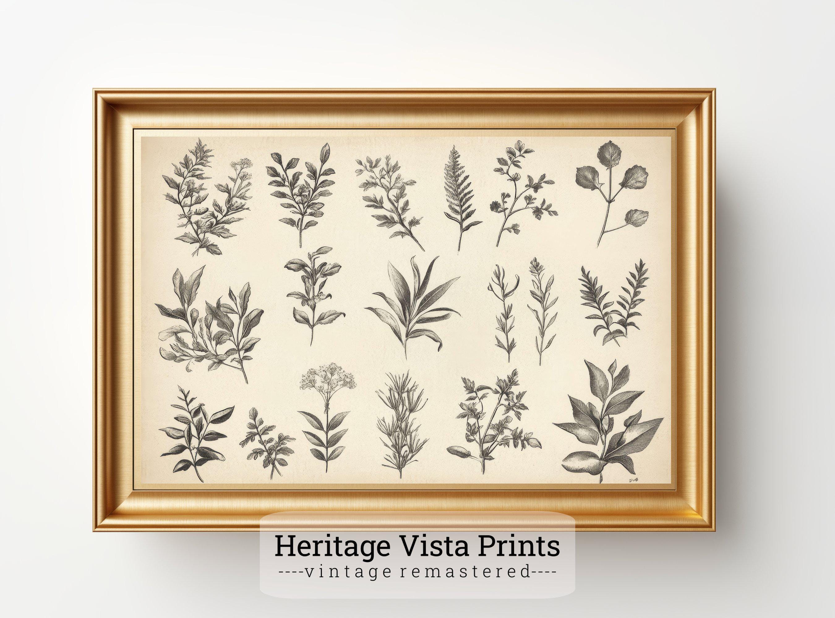 Botanical Print: Vintage Plant Sketch, Antique Illustration (digital ...