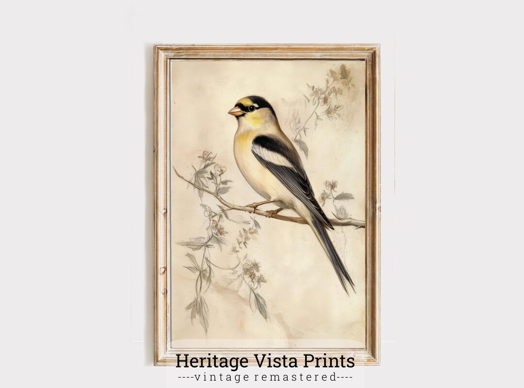 Vintage Bird Wall Art Golden Finch Bird Print Nature Illustration Art ...