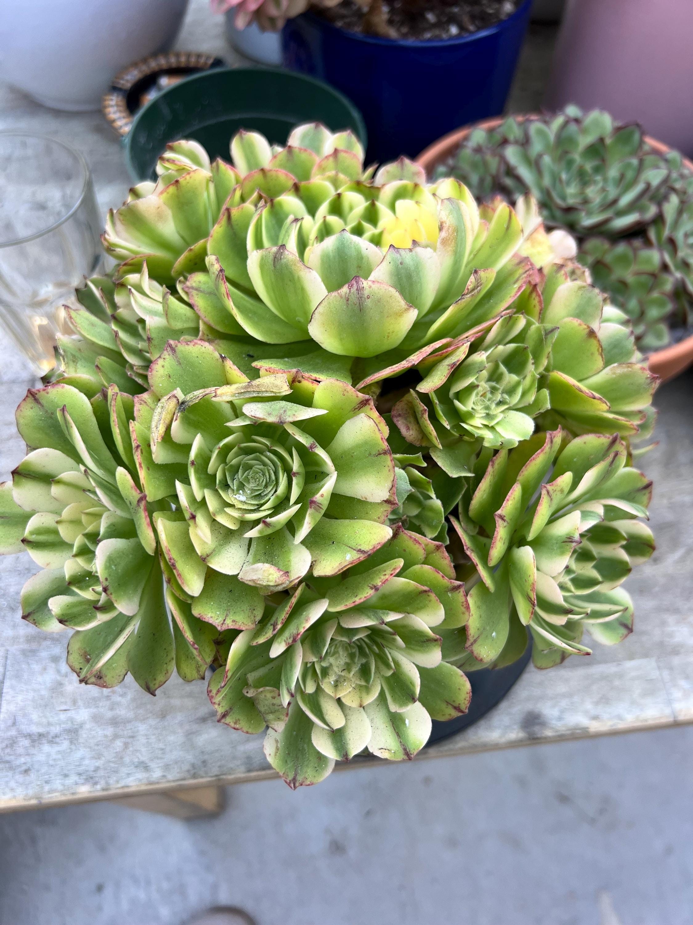 Aeonium Elizabeth Variegated Cluster - Etsy
