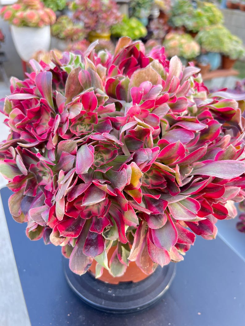 Aeonium Red Wine Variegated Large Cluster - , Gift for the Plant Lover ...