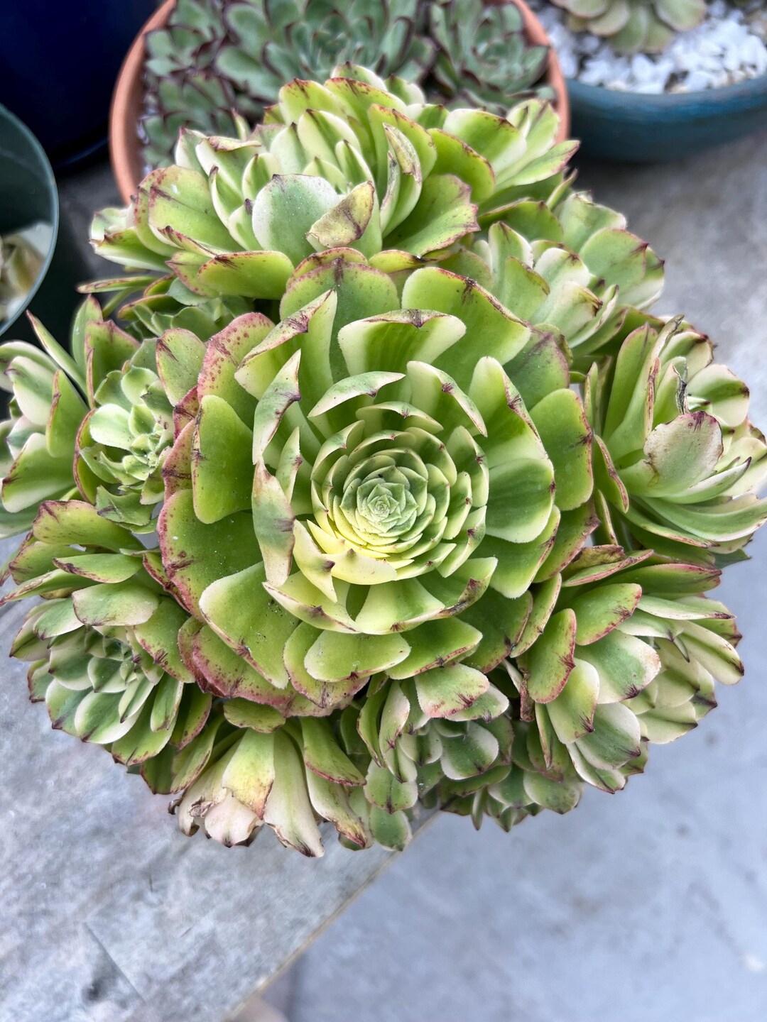 Aeonium Elizabeth Variegated Cluster - Etsy
